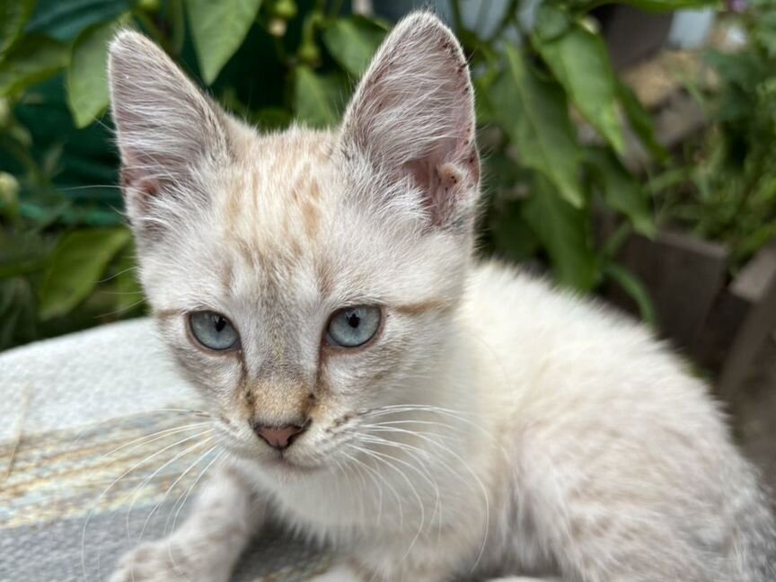 Котенок в добрые руки