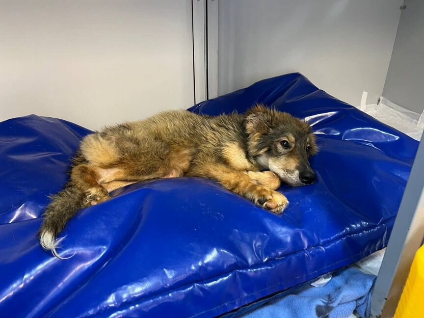 Щенок после операции ищет семью