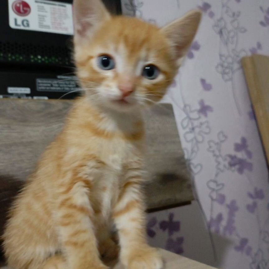 Котята отдам бесплатно