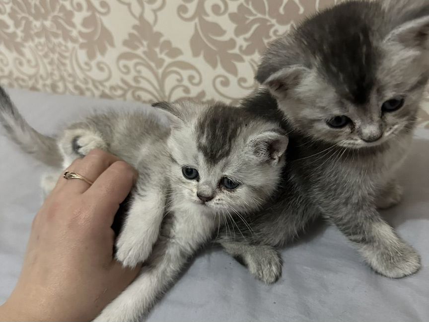 Британские котята