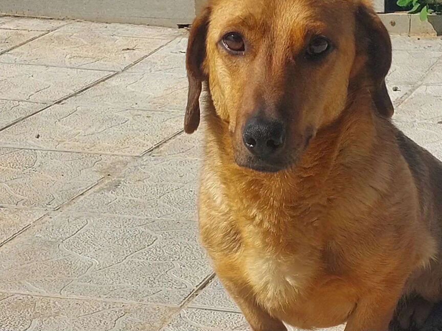 Марика - метис таксы ищет любящую семью