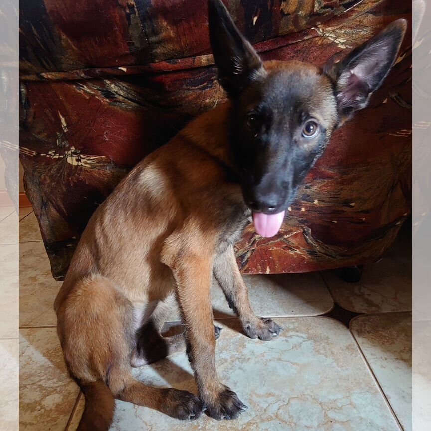 Щенок Бельгийской Овчарки Малинуа