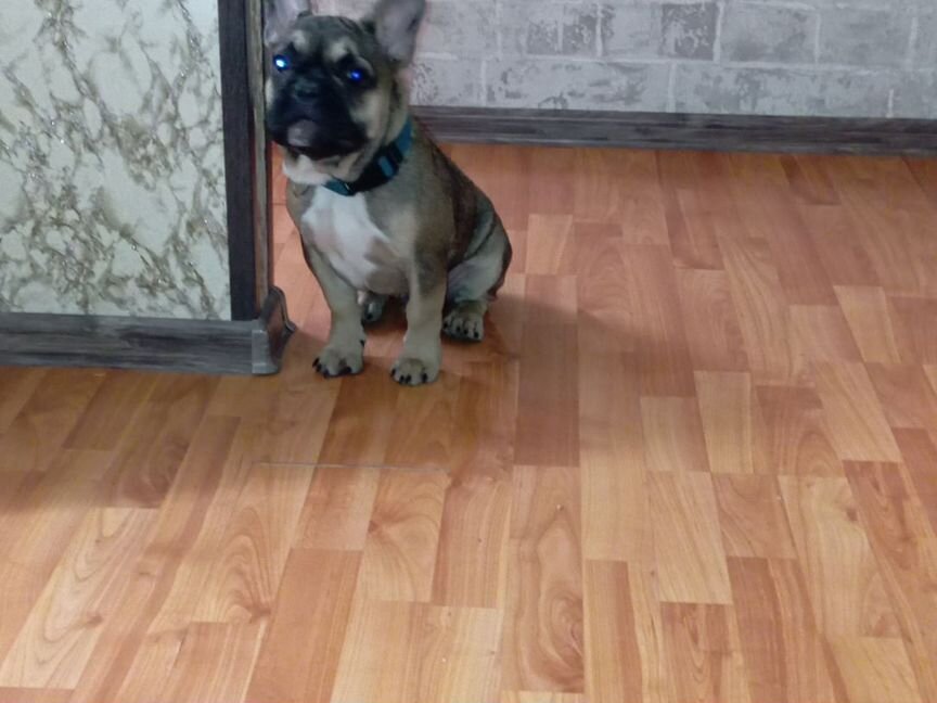 Французский бульдог