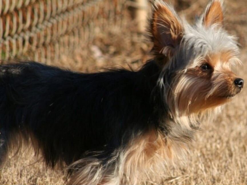 Йоркширский терьер(Чорки