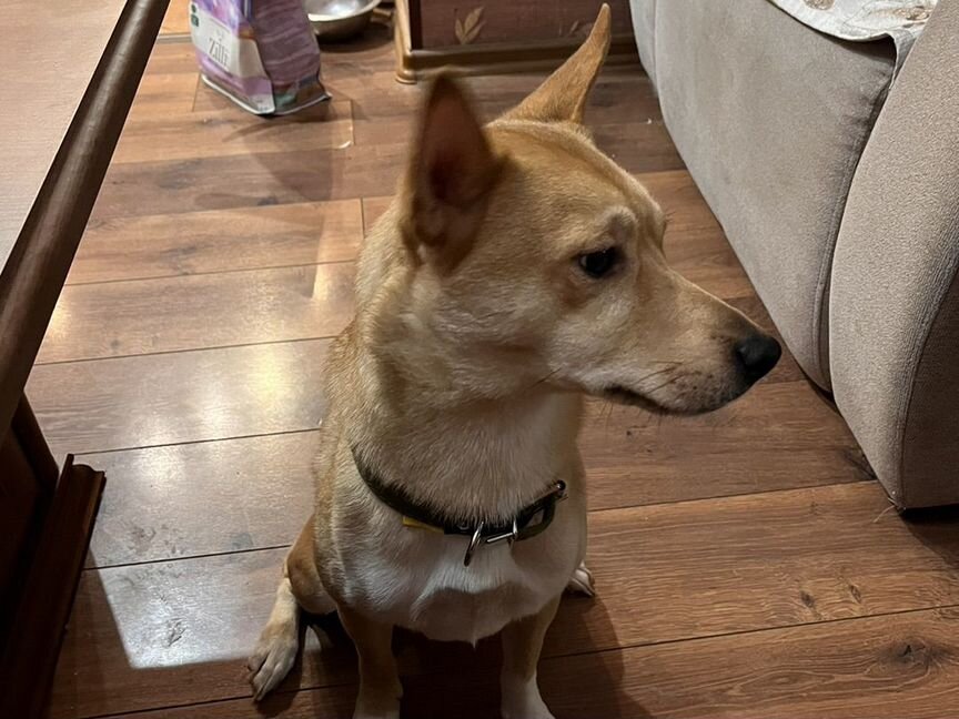 Сиба-ину, метис. В добрые руки отдам бесплатно