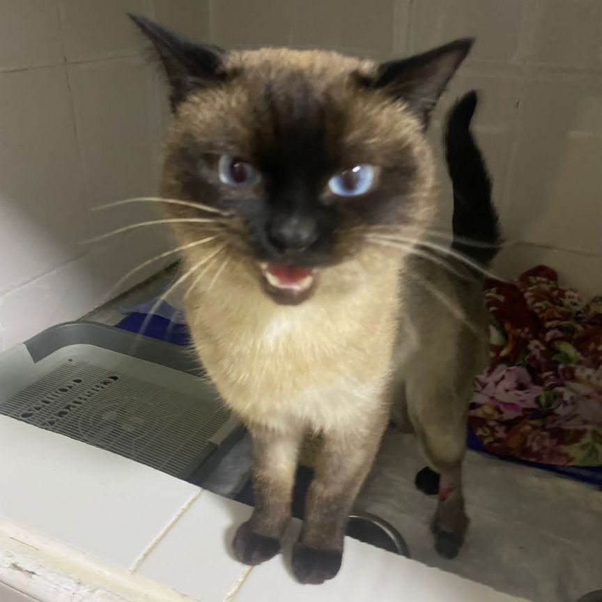 Котик в добрые руки