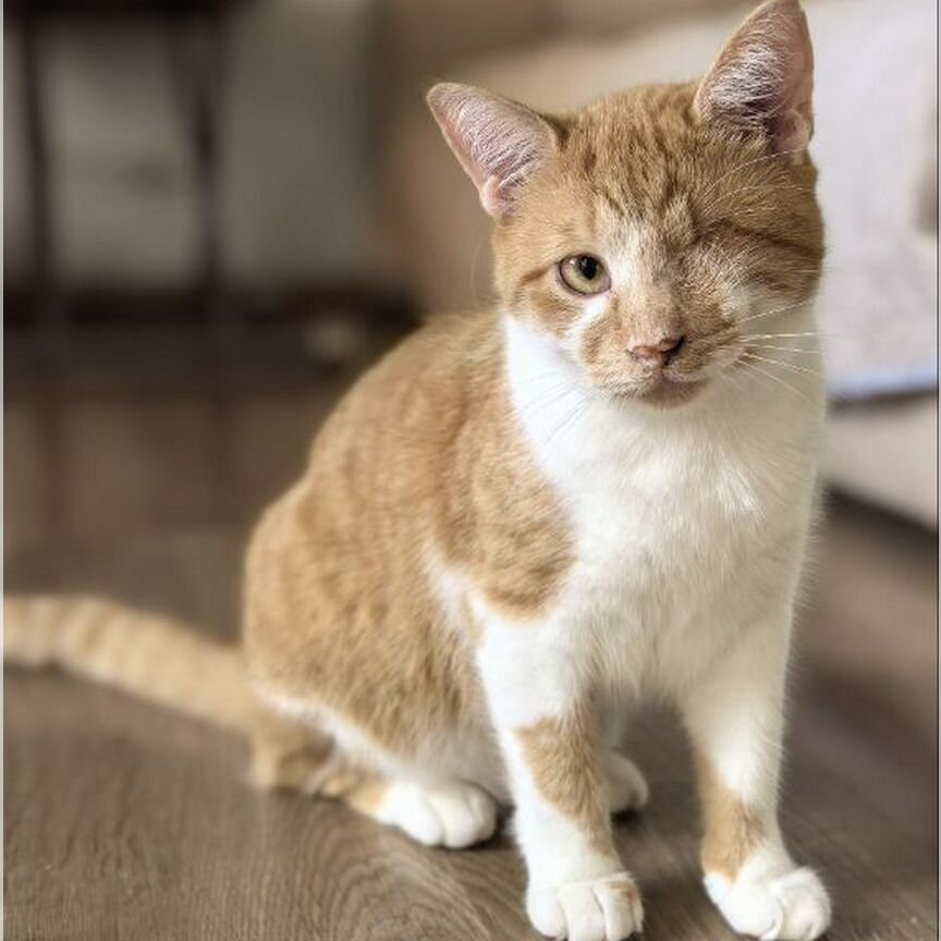 Особенный рыже-белый котик в дар