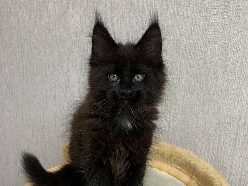 Котёнок мейкун чёрный
