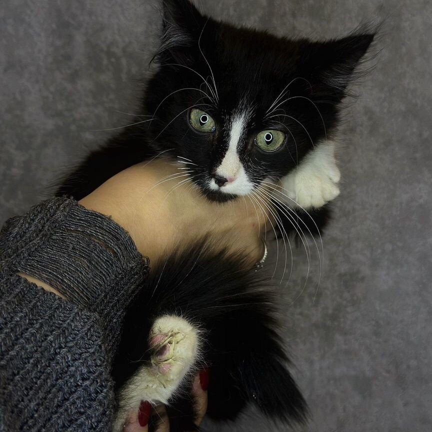 Отдам котят в добрые руки