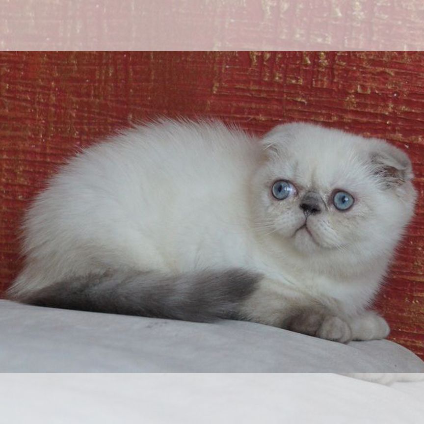 Шотландский вислоухий короткошёрстный котёнок
