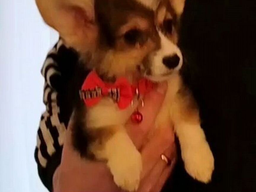 Коржата. 2 мес. триколор