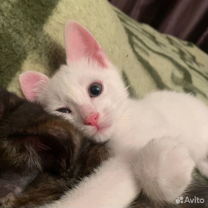 Котята. Киса. Китинька. Котенок