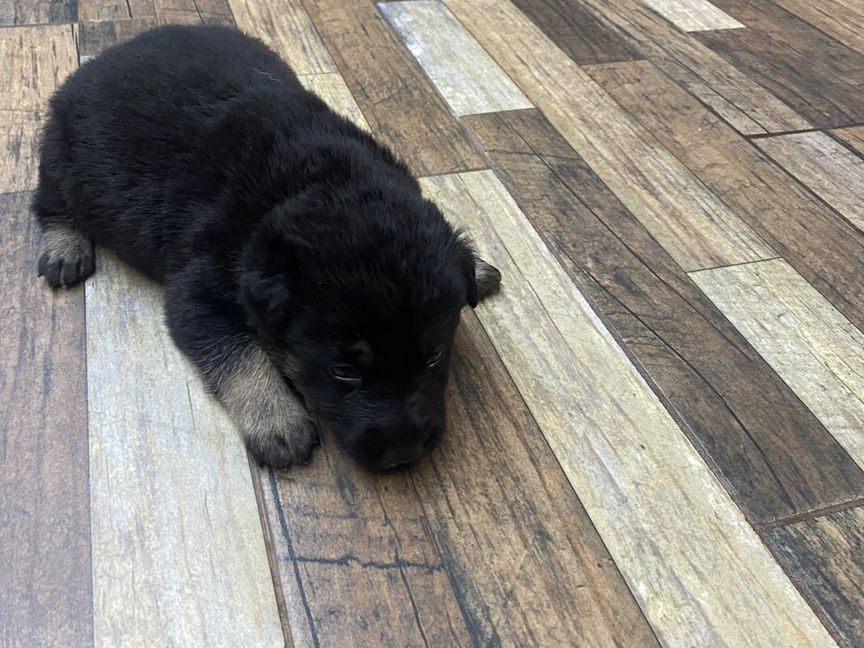 Щенки бесплатно