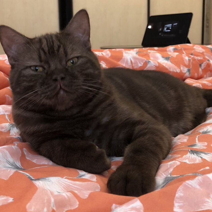 Шоколадный британец