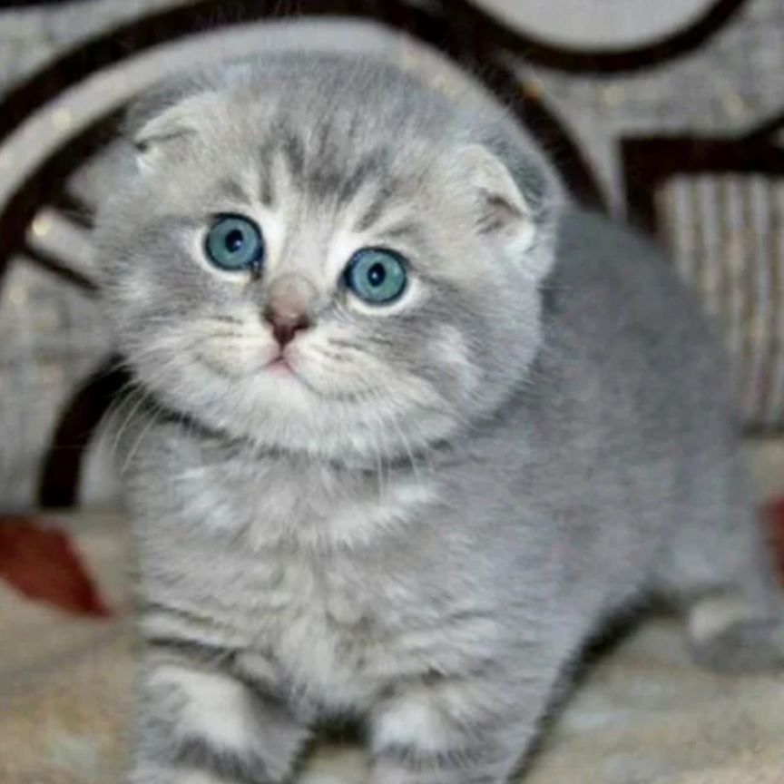 Вислоухие плюшевые котики)