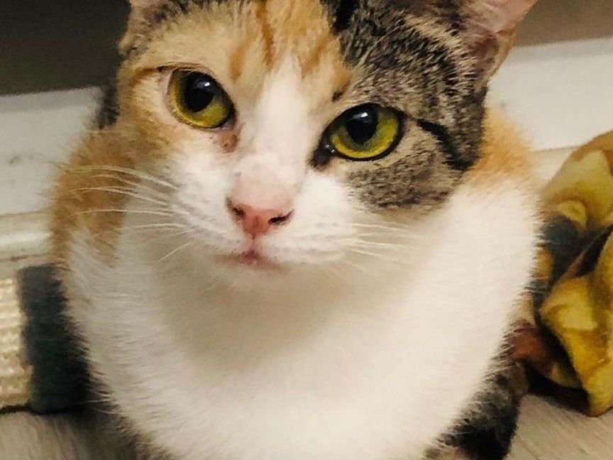 Ласковая кошечка 1годик. Спасеныш из садоводства