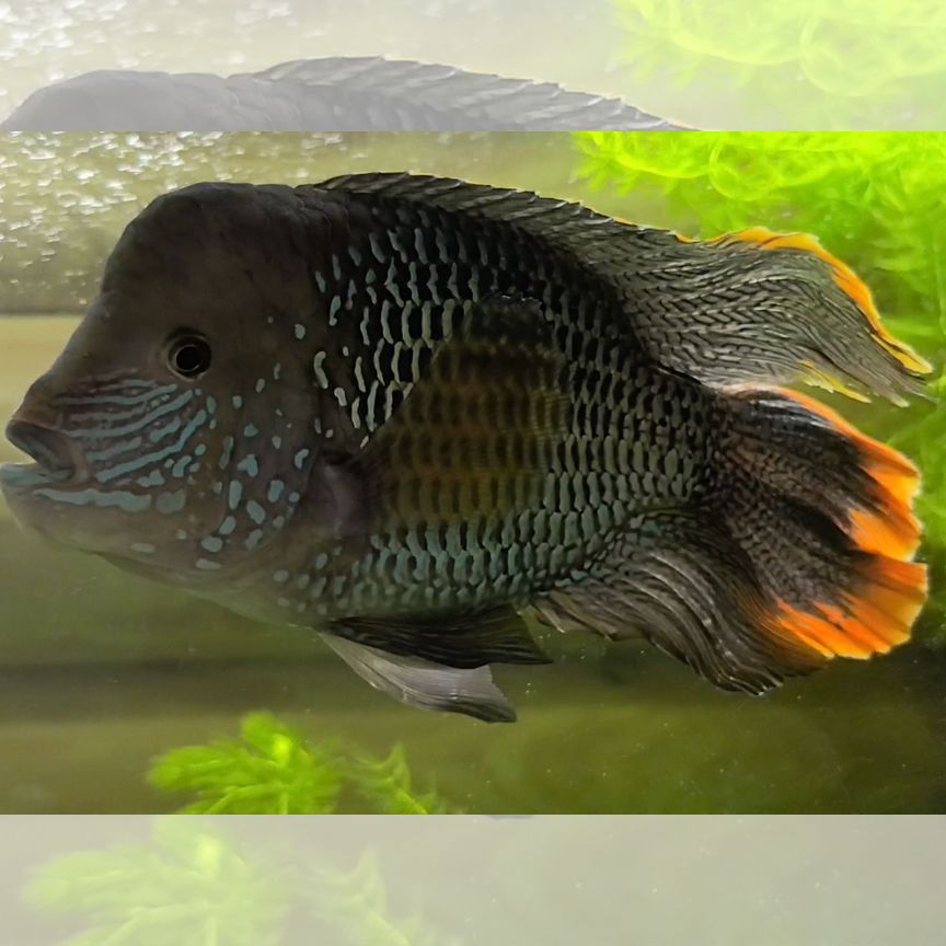 Акара бирюзовая пара