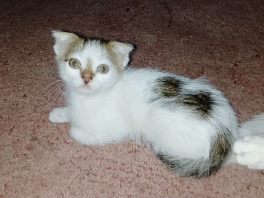 Японский бобтейл