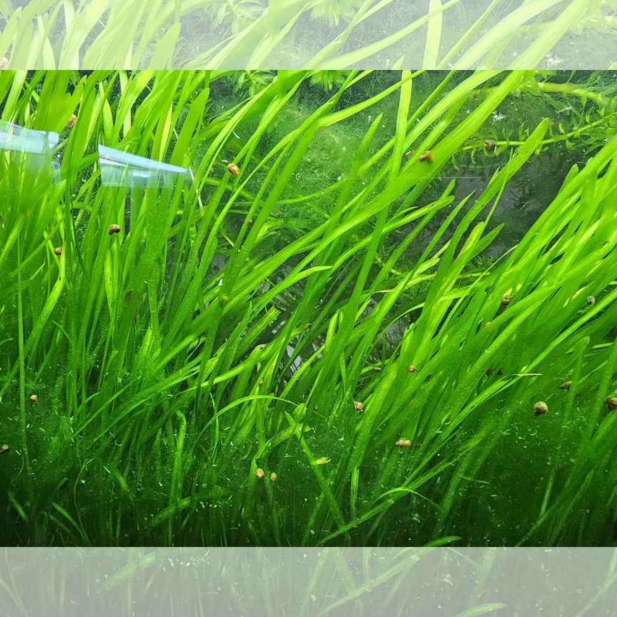 Продам водоросли