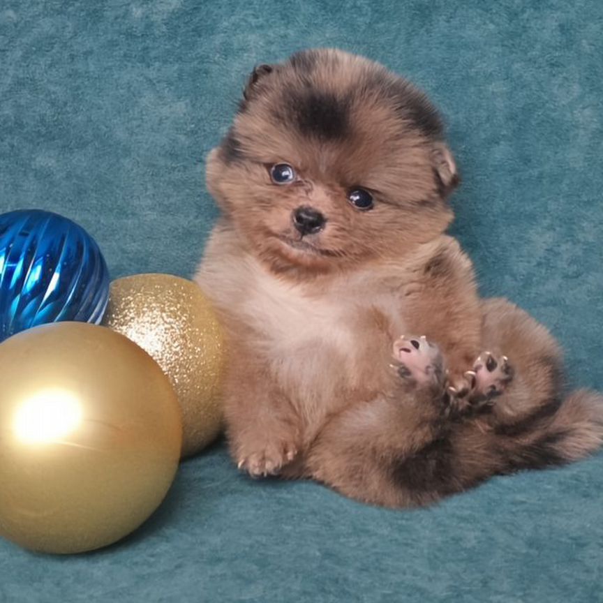 Померанский шпиц, щенок