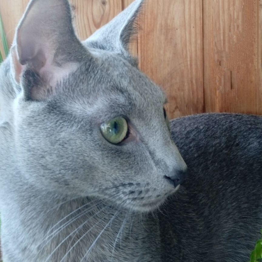 Русская голубая (кот)