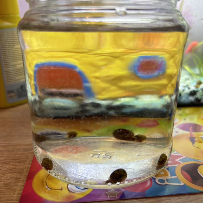 Улитки аквариумные