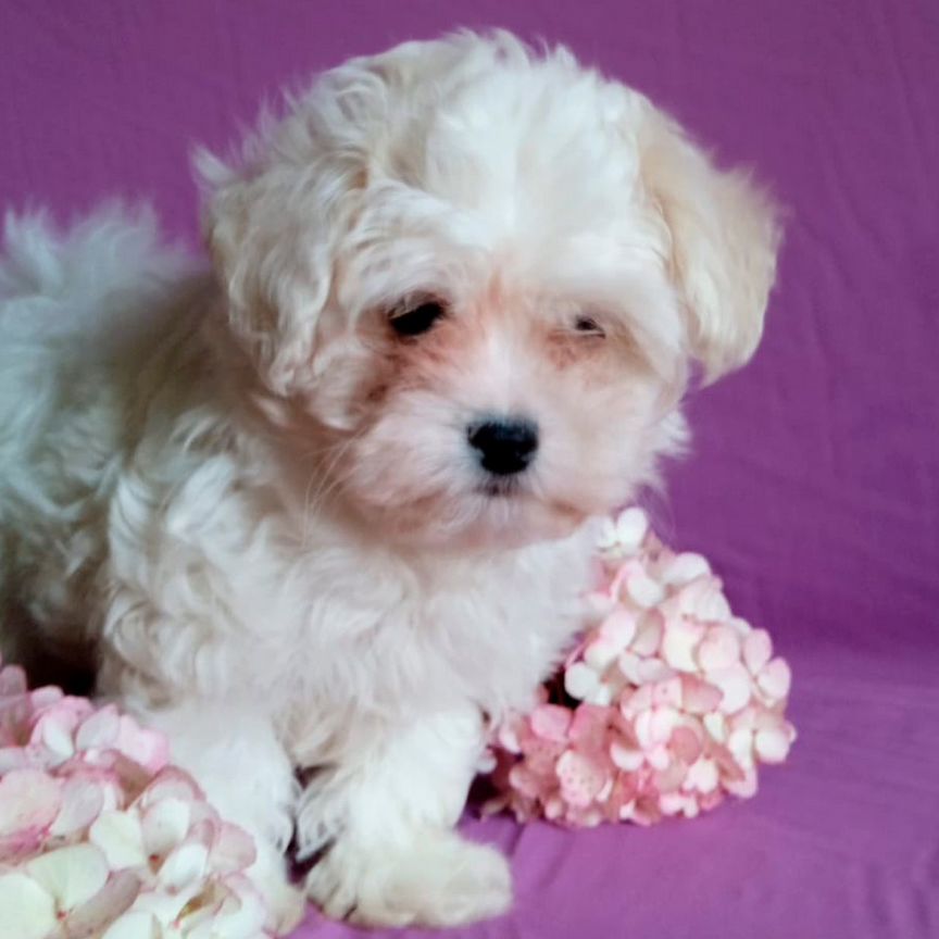 Мальтипу щенок мальчик