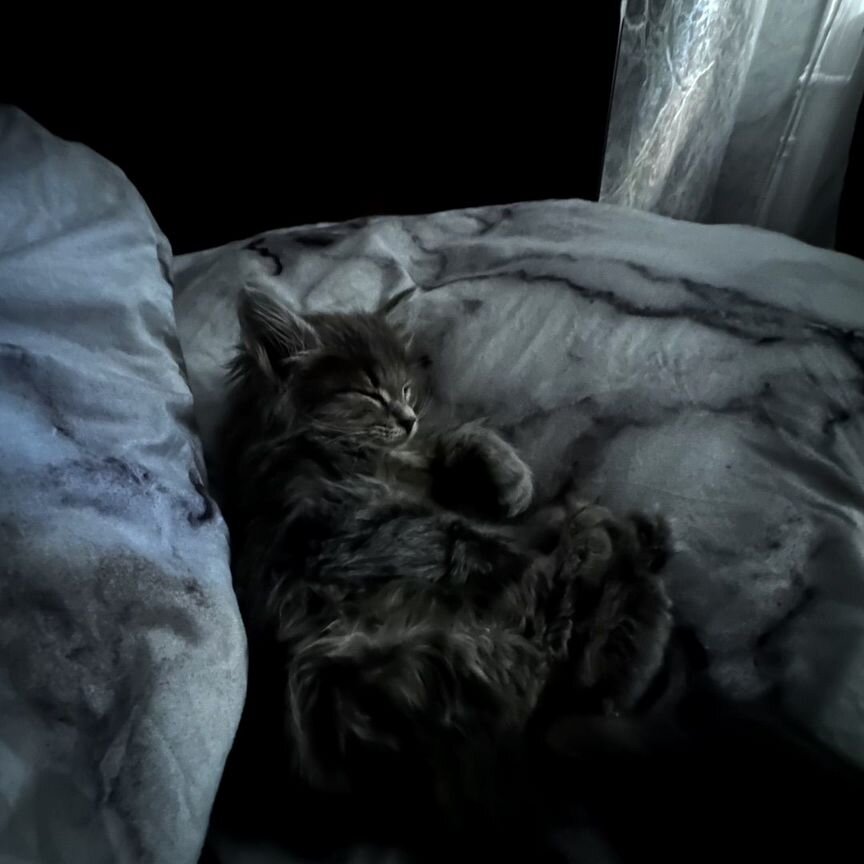 Мейн-кун котенок крупный