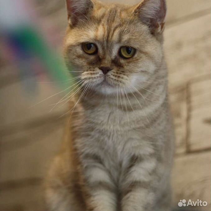 Хана кошка в добрые руки