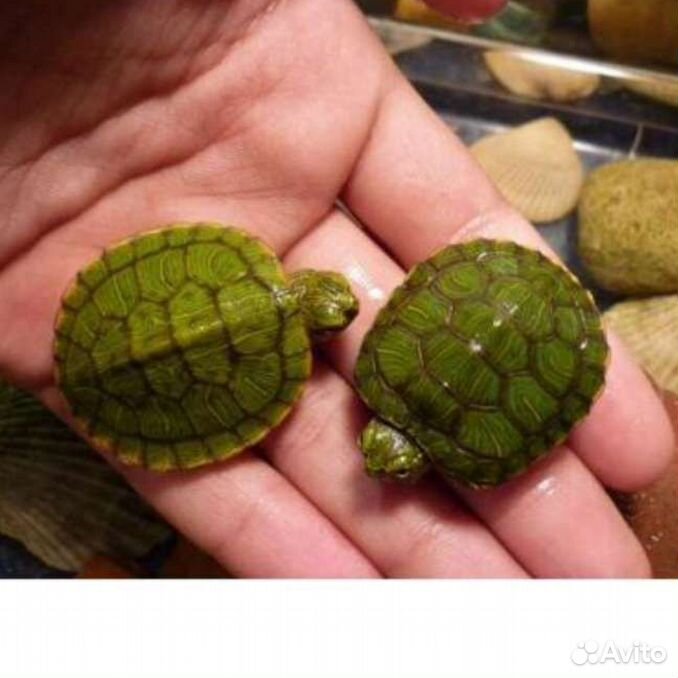Декоративные черепахи