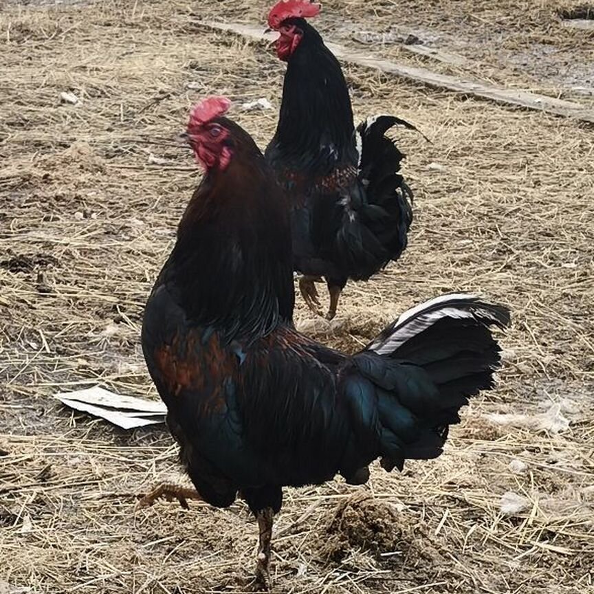 Петух. обмен на курочек