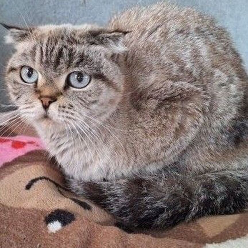 Кошка потеряшка ищет хозяина