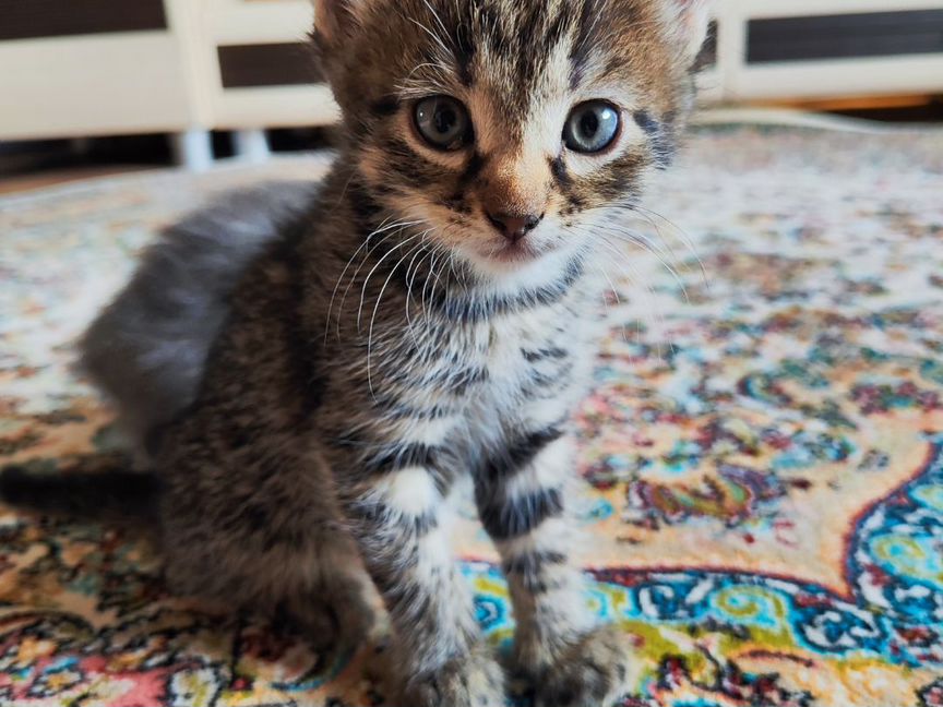 Котята