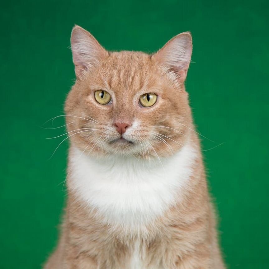 Котику Лаврентию очень нужен дом