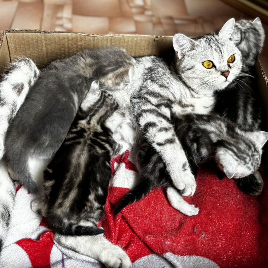 Шотландские котята