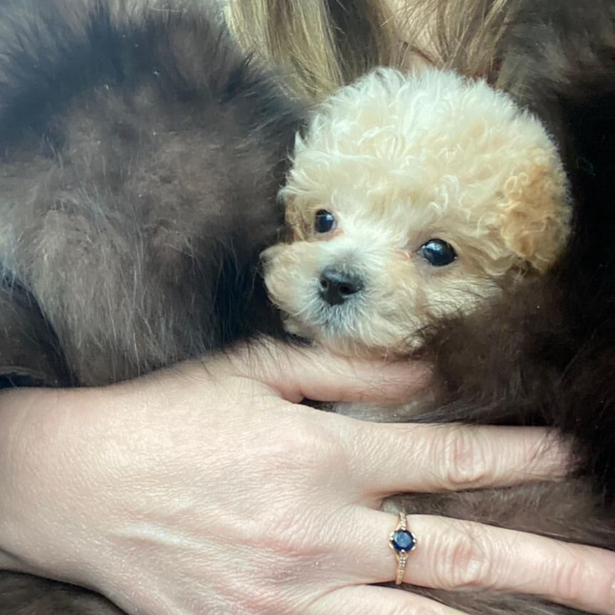 Мальтипу девочки 1,5 мес