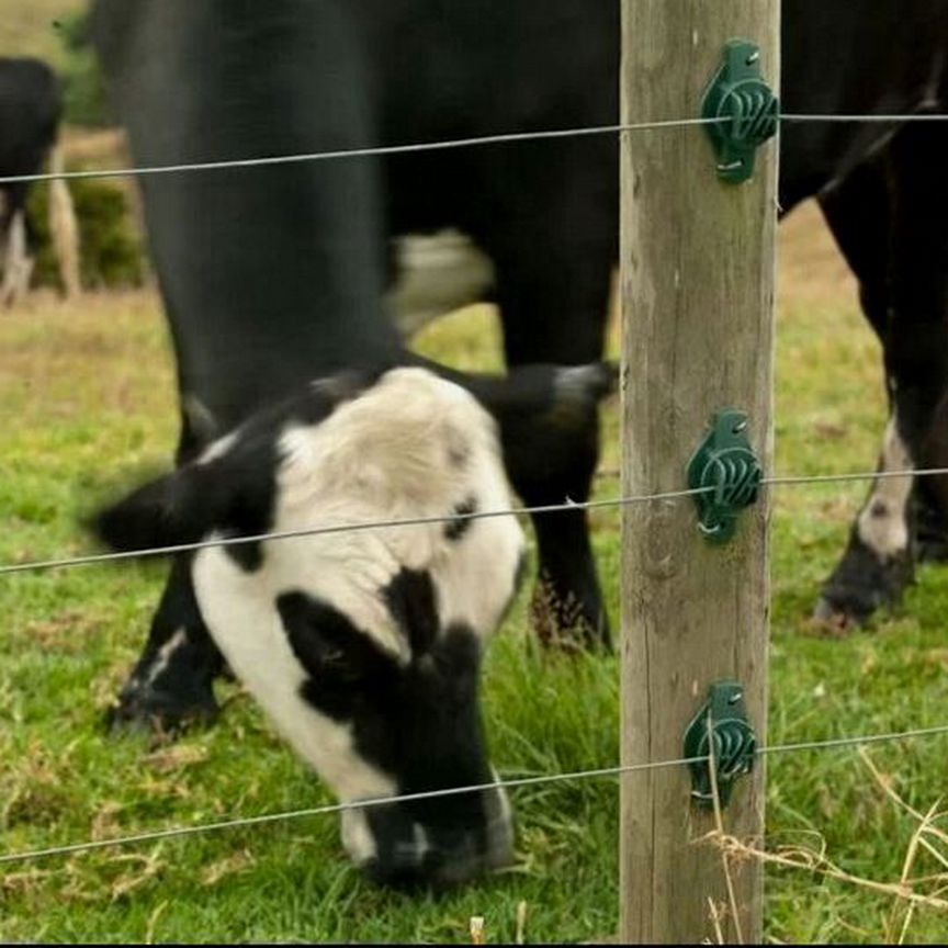 Электропастух для овец
