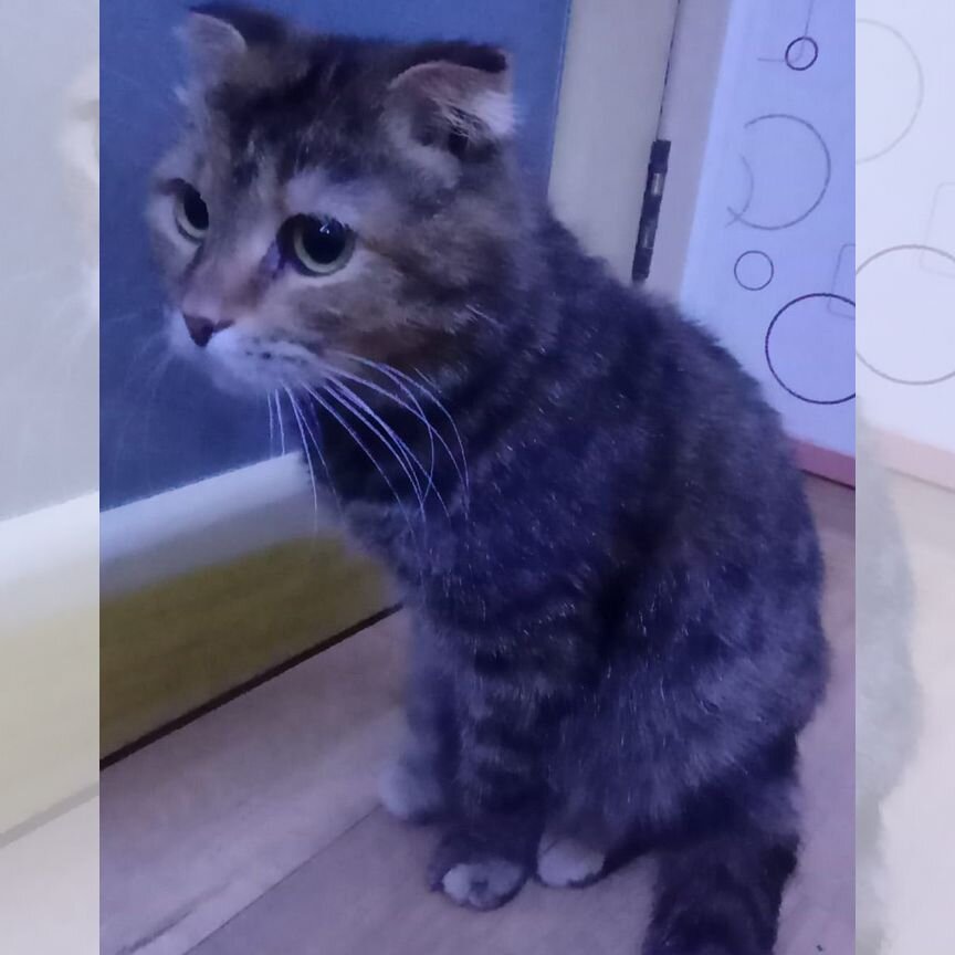 Шотландский вислоухий короткошёрстный, взрослый кот