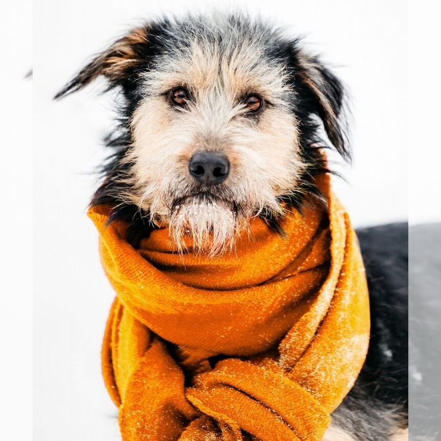 Дядя Фёдор, ласковый небольшой бородатик в дар