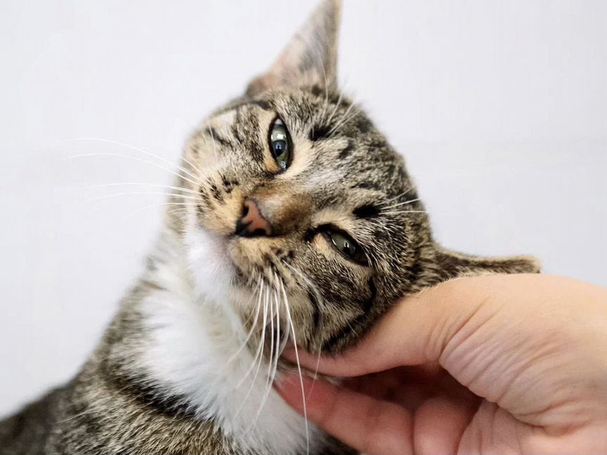 Европейская кошка Сайра в добрые руки бесплатно