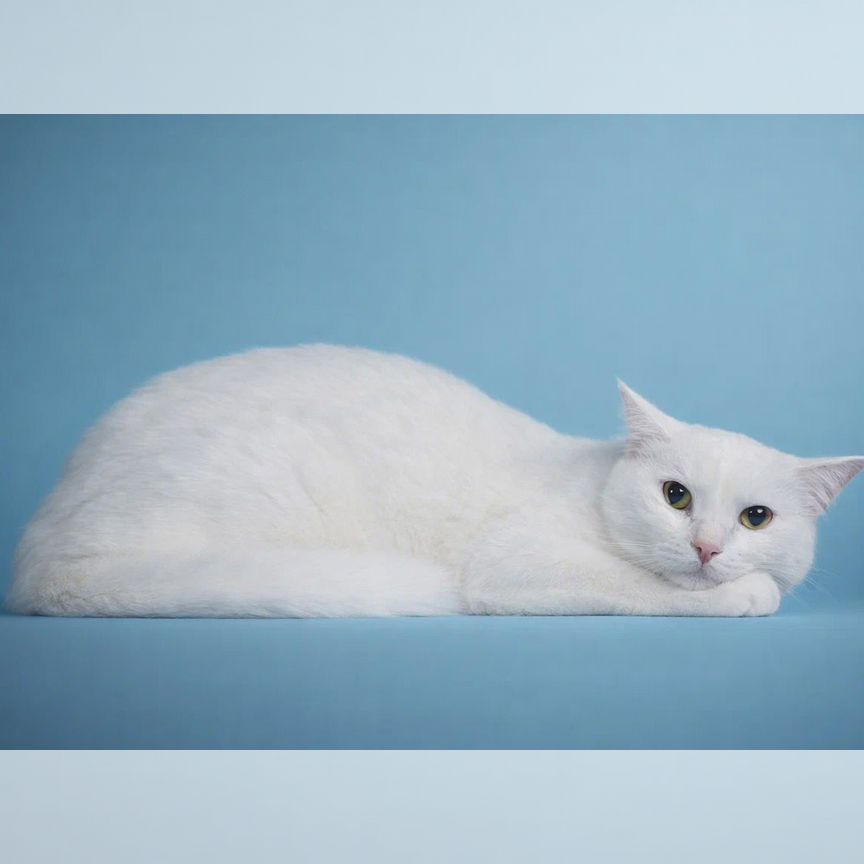 Взрослая кошка из приюта