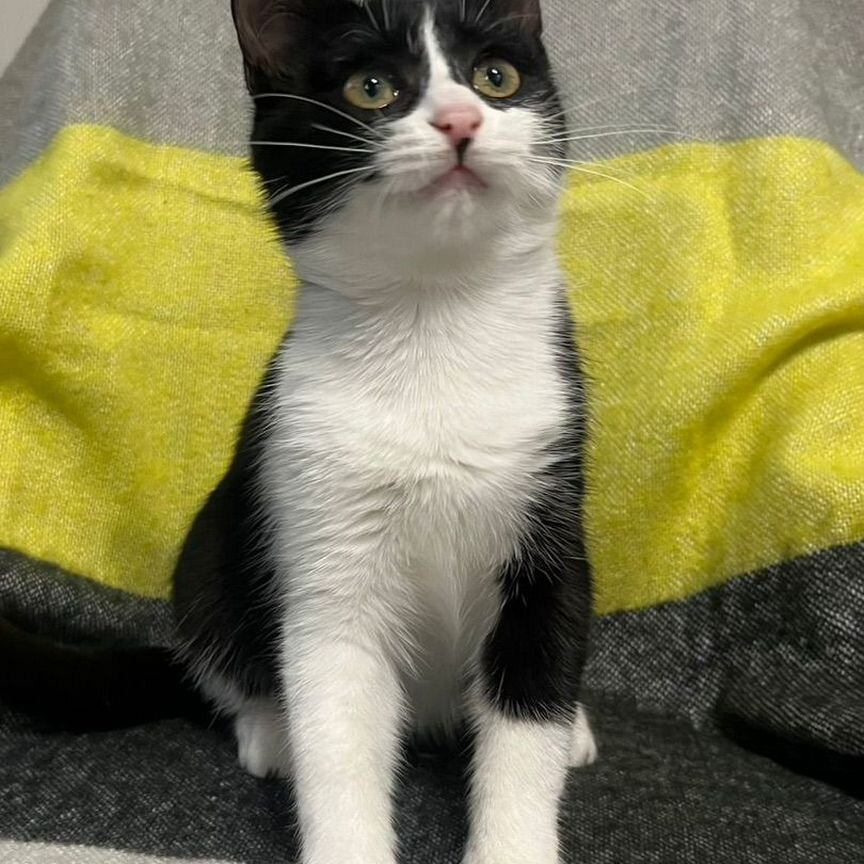 Котенок Черничка 3,5 месяца