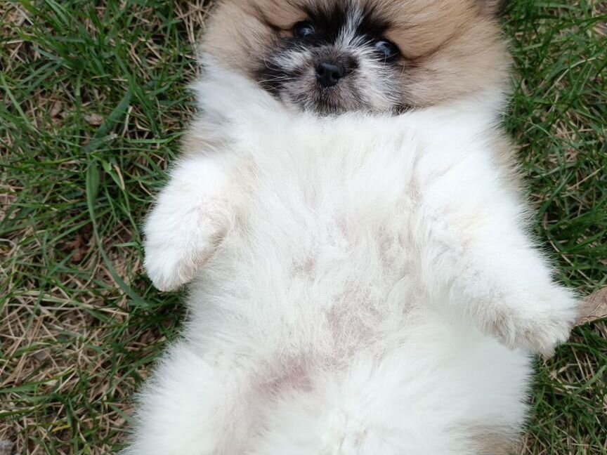 Померанский шпиц медвежьего типа девочка