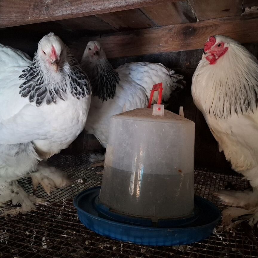 Семья Брама колумбийская