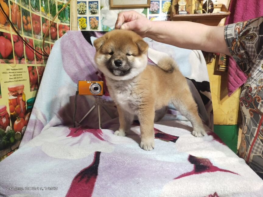 Сиба ину щенок