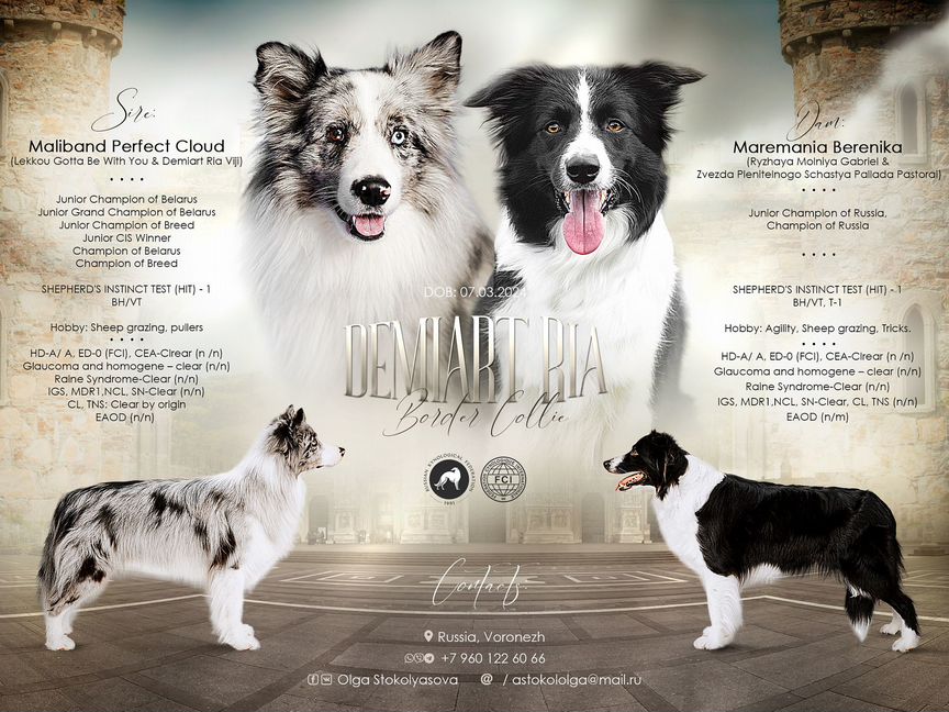 Щенки Бордер Колли