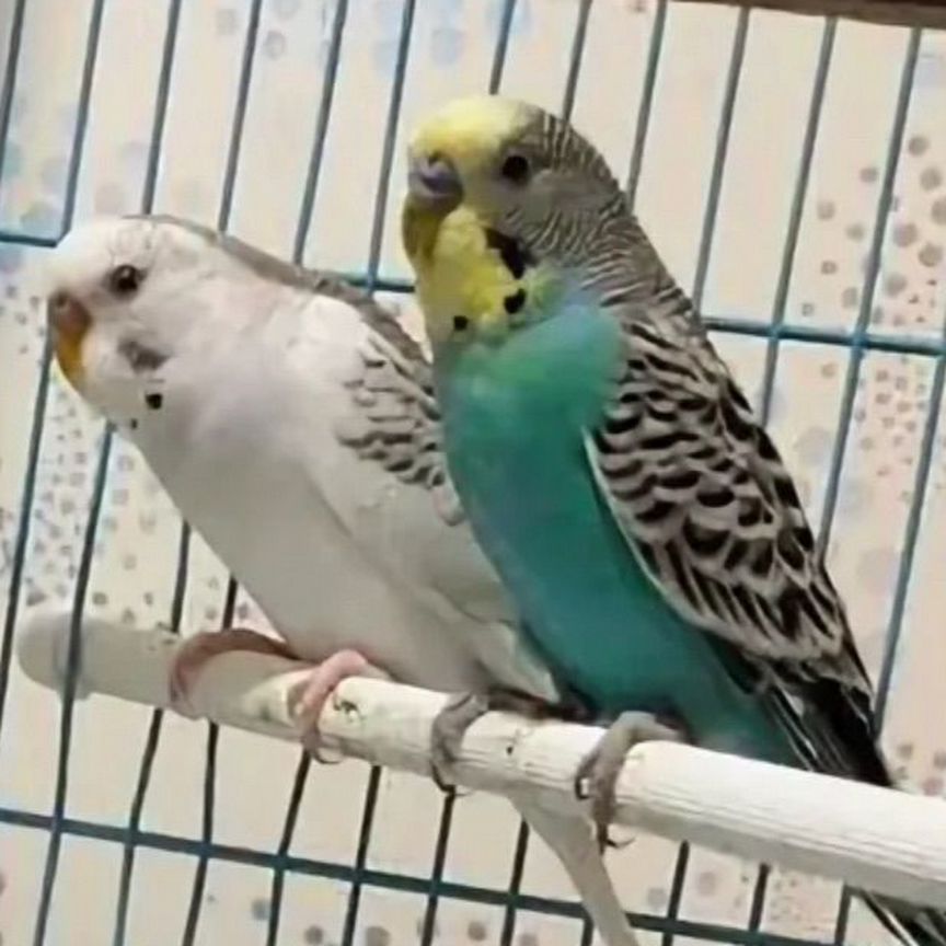 Волнистый попугай с клеткой