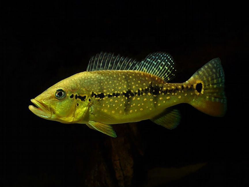 Цихла Мелани Хингу (Cichla melaniae Xingu)