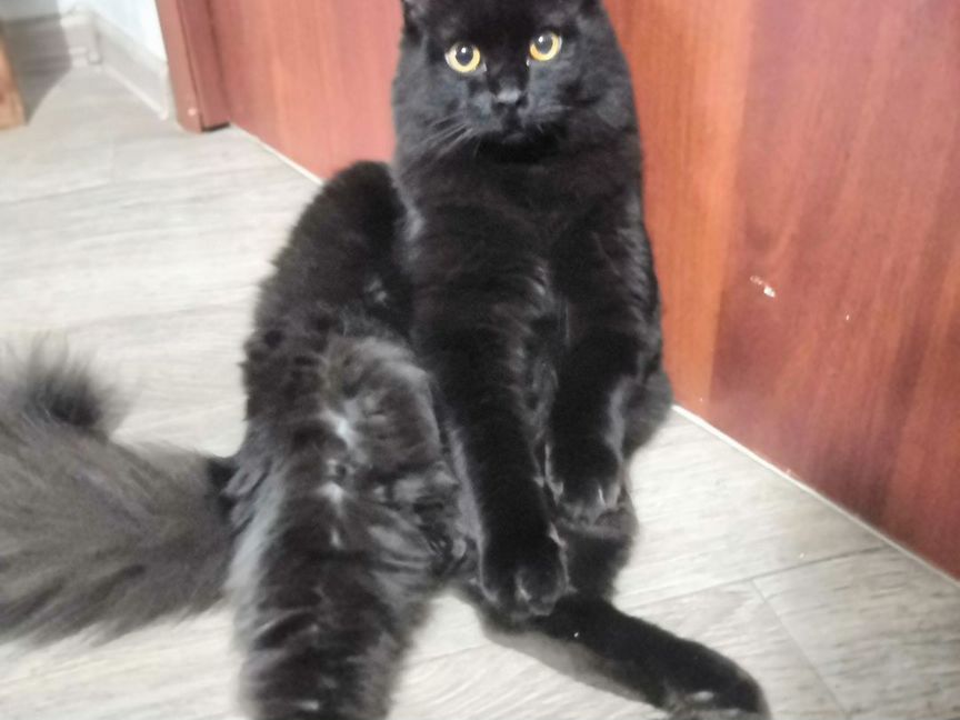 Кот в поисках