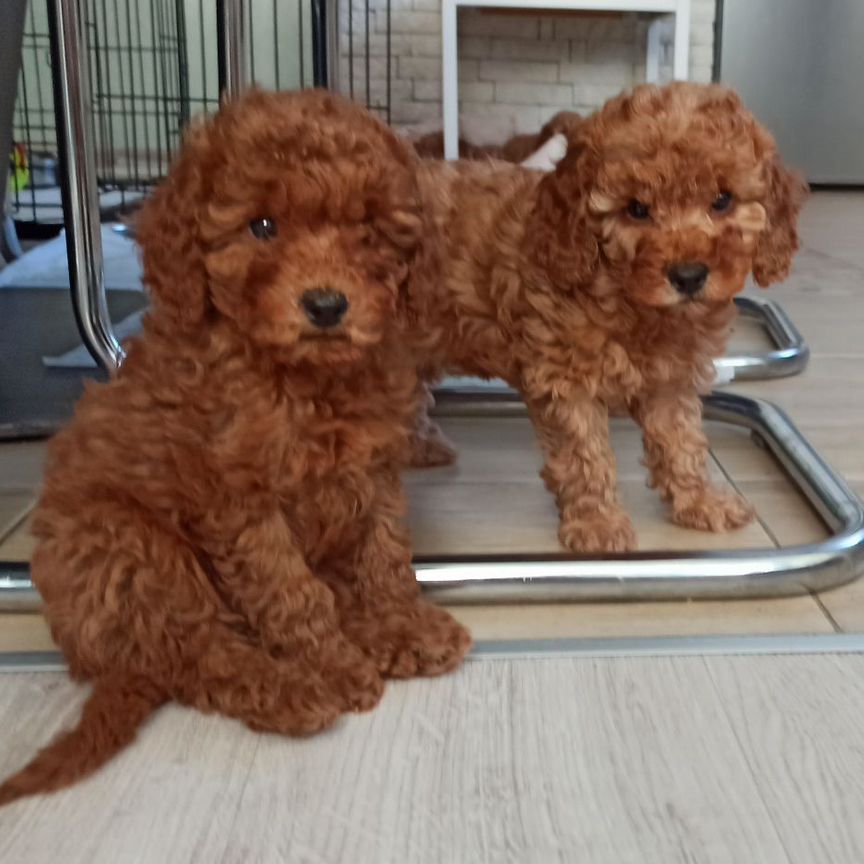 Карликовый пудель, щенок